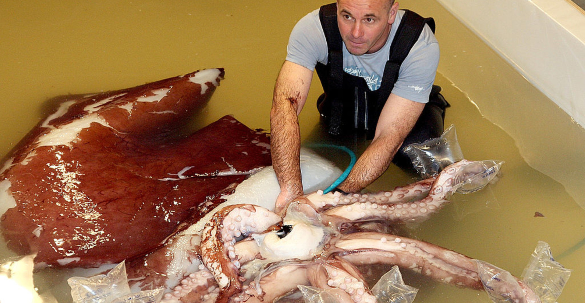 Which animals have the best eyesight?