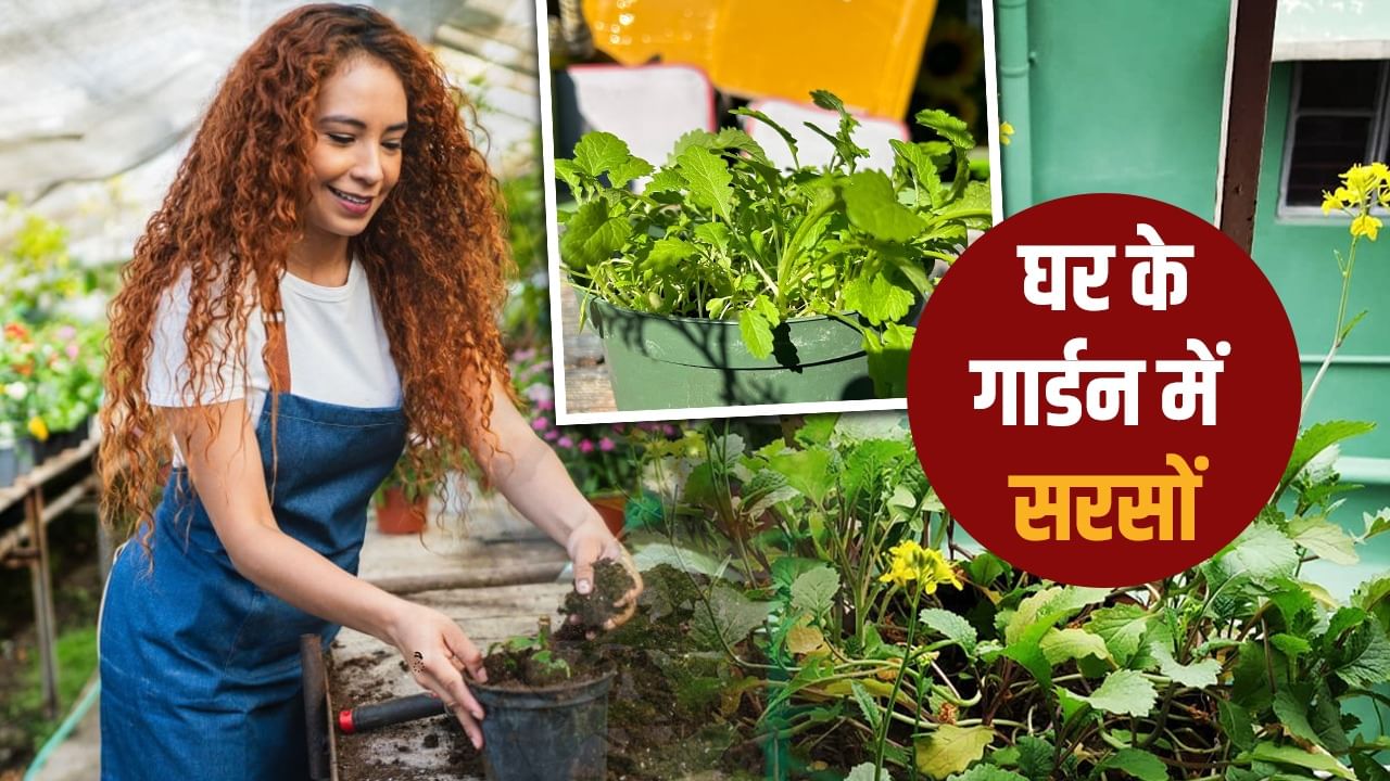 Grow Sarson At Home: इस सिंपल टिप्स से घर में उगाएं सरसों का पौधा, 1 ...