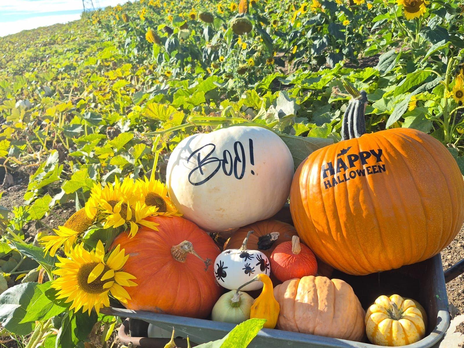 Thousands head to Sussex pumpkin fields for Halloween fun and lessons ...