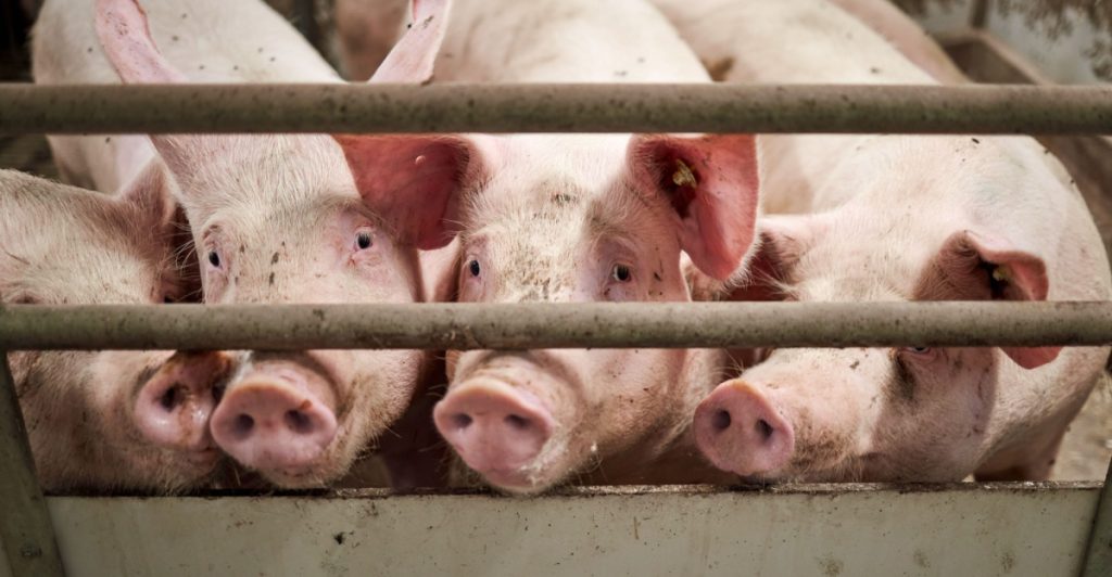 “Can’t they tell pigs from soldiers?” Russian drone strike kills 13,000 ...