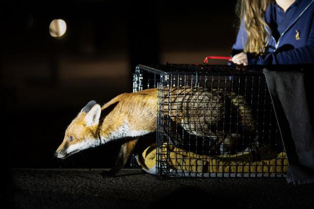 Fox found stuck in school reception released by South Essex Wildlife ...