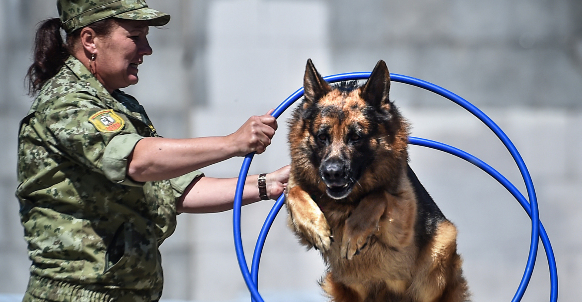 Descubre las razas de perro más fáciles de adiestrar
