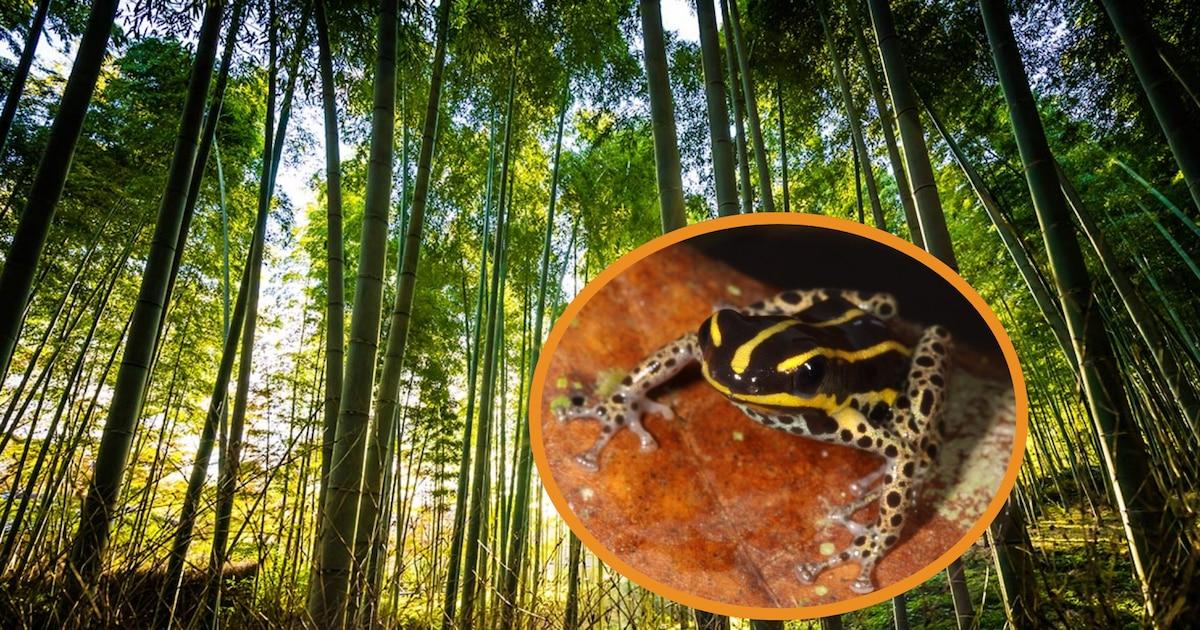 Hallan una nueva rana venenosa en la Amazonía peruano-brasileña