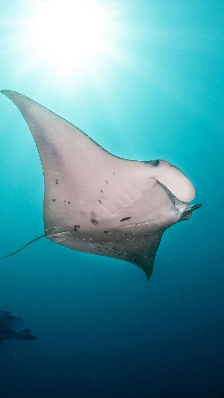 Harmless Animals | पृथ्वीवरील 'हे' निरुपद्रवी प्राणी माहित आहेत का?