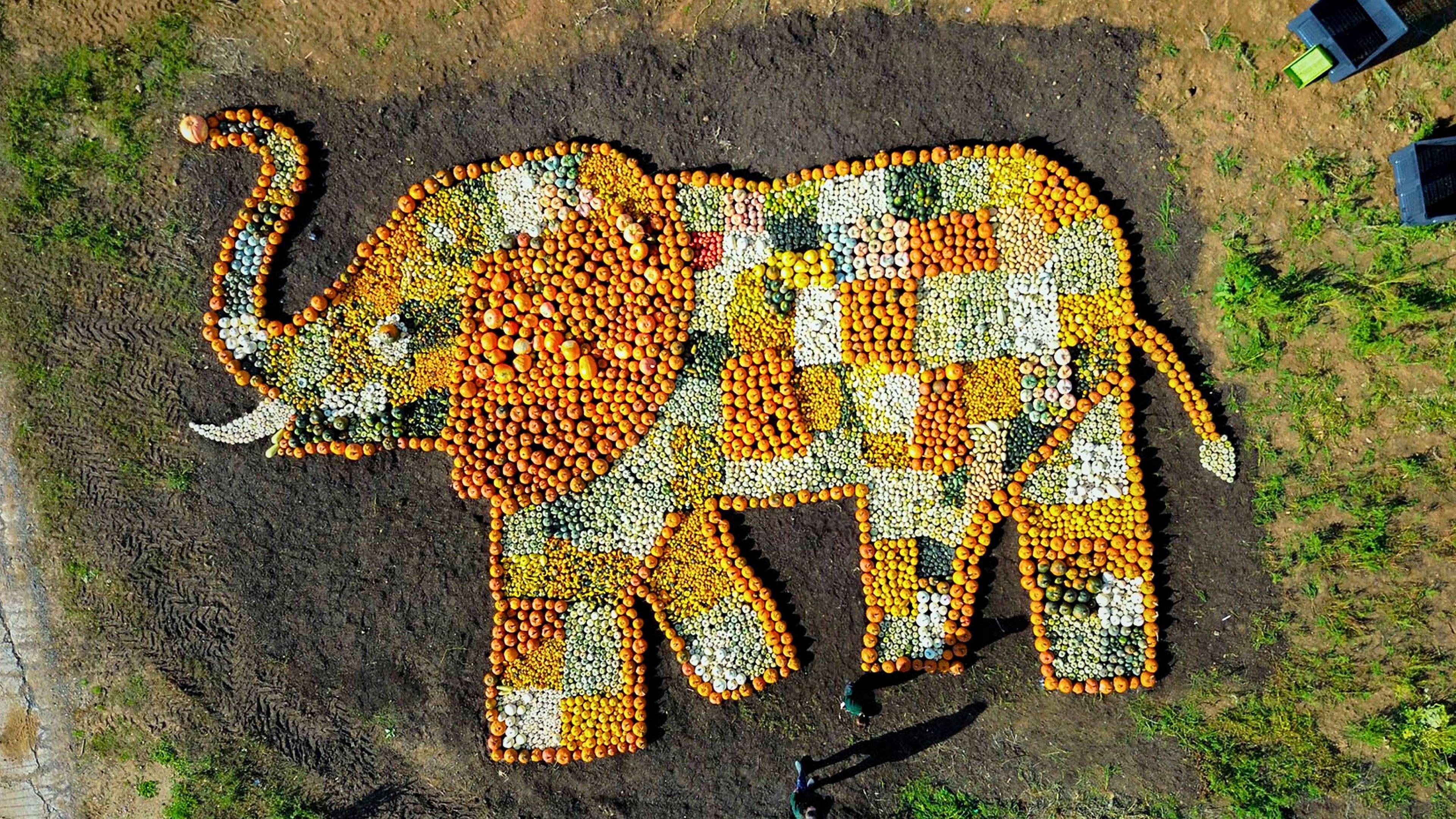 Somerset farm creates huge elephant – from 11,000 pumpkins
