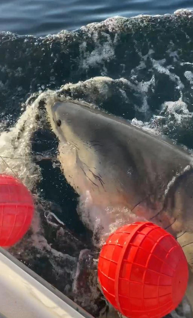 ‘Biggest ever’ great white shark Contender surfaces just off Canada ...
