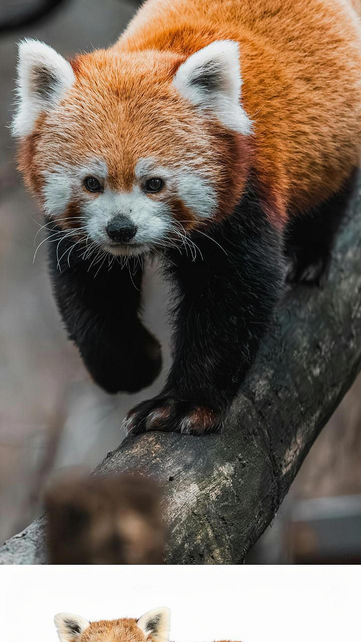 Harmless Animals | पृथ्वीवरील 'हे' निरुपद्रवी प्राणी माहित आहेत का?