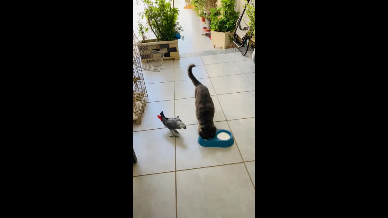 Persistent parrot playfully teases cat in Libya