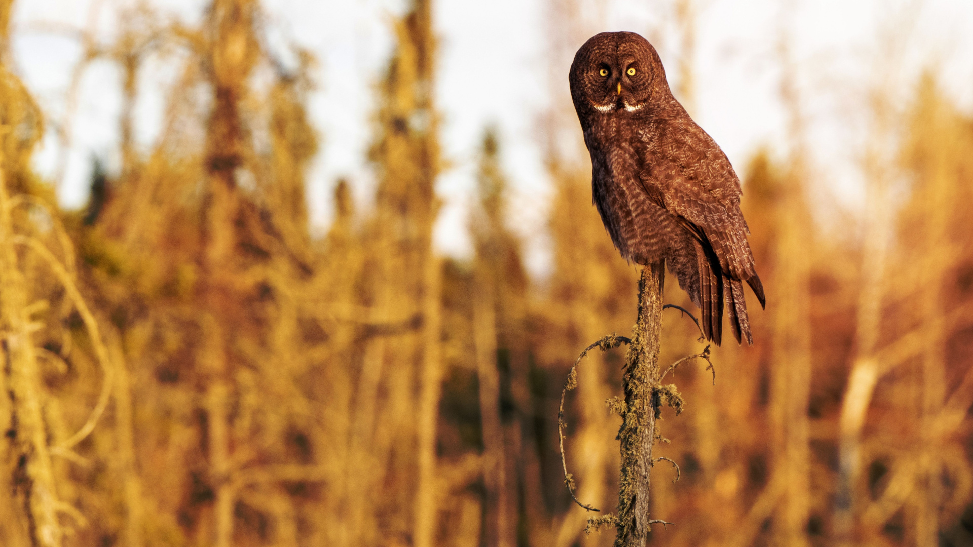 10 Incredible Places In Canada For Bird Watching