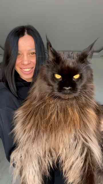 Exploring the Charm of Maine Coons: Zeus the Cat