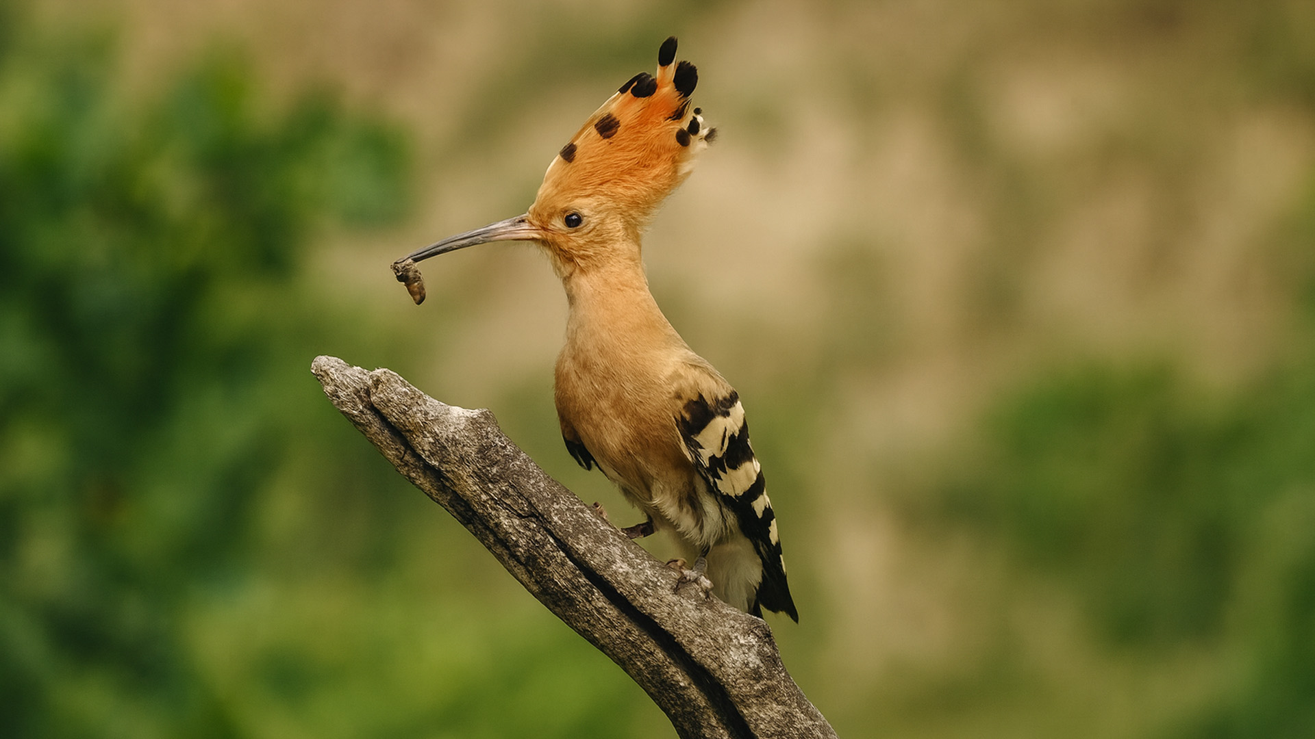 Flying Bird with Beak Near Tree Branch