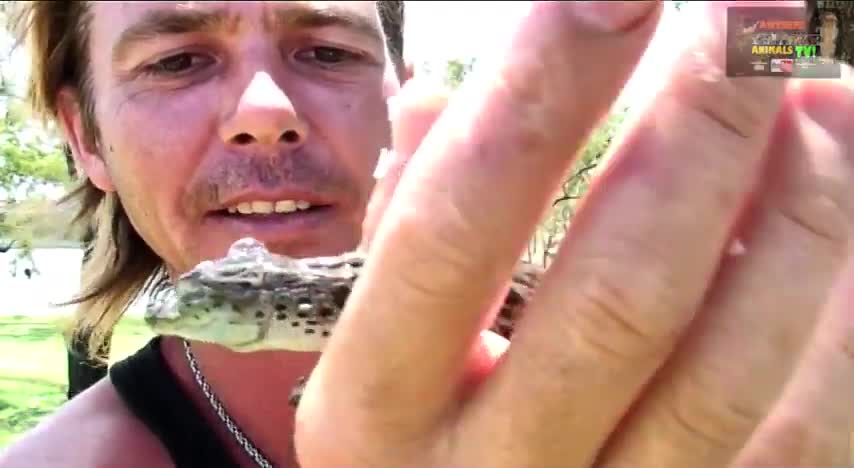 King cobra and crocodile eggs hatching | Venomous snakes