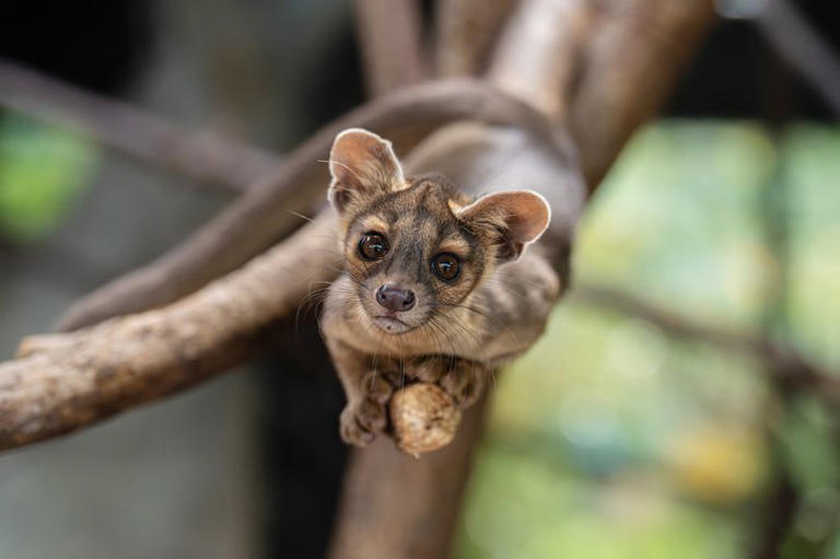 Rare mammals born at Chester Zoo are 'one of world’s most mysterious'