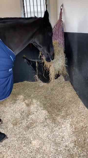 When Your Mare’s Love Is a Little Complicated