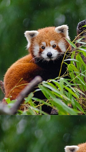 Harmless Animals | पृथ्वीवरील 'हे' निरुपद्रवी प्राणी माहित आहेत का?