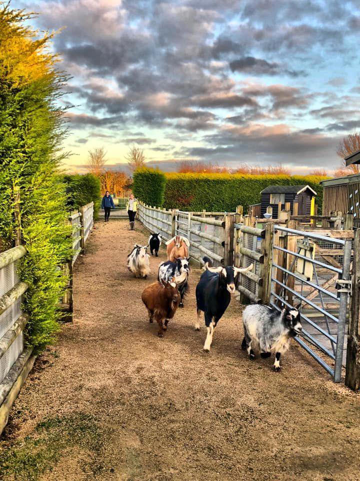 Manor Farm Park & Woodlands, East Leake, underlines its popularity with ...