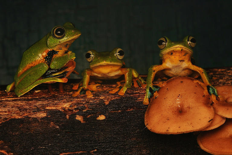Woman rushed to hospital after swallowing eight frogs
