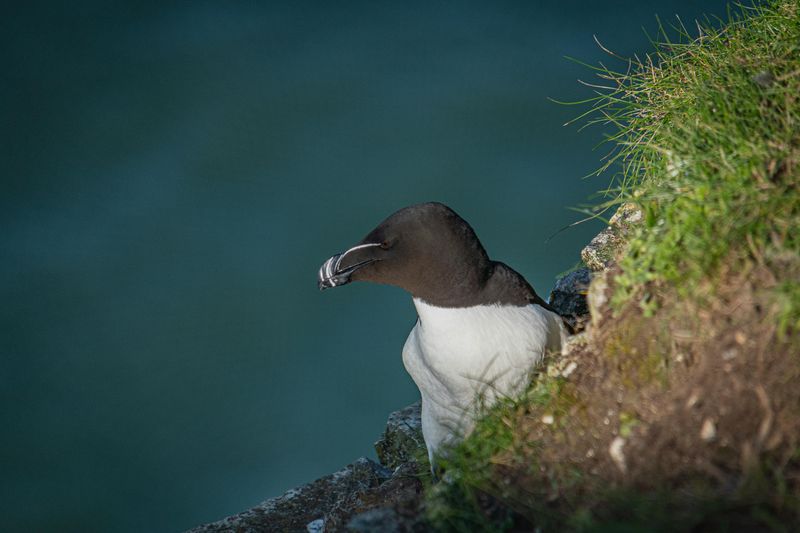 10 Incredible Places In Canada For Bird Watching