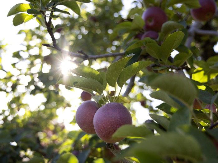 Drought dries up Quebec apple growers’ dreams after ‘historic harvest ...