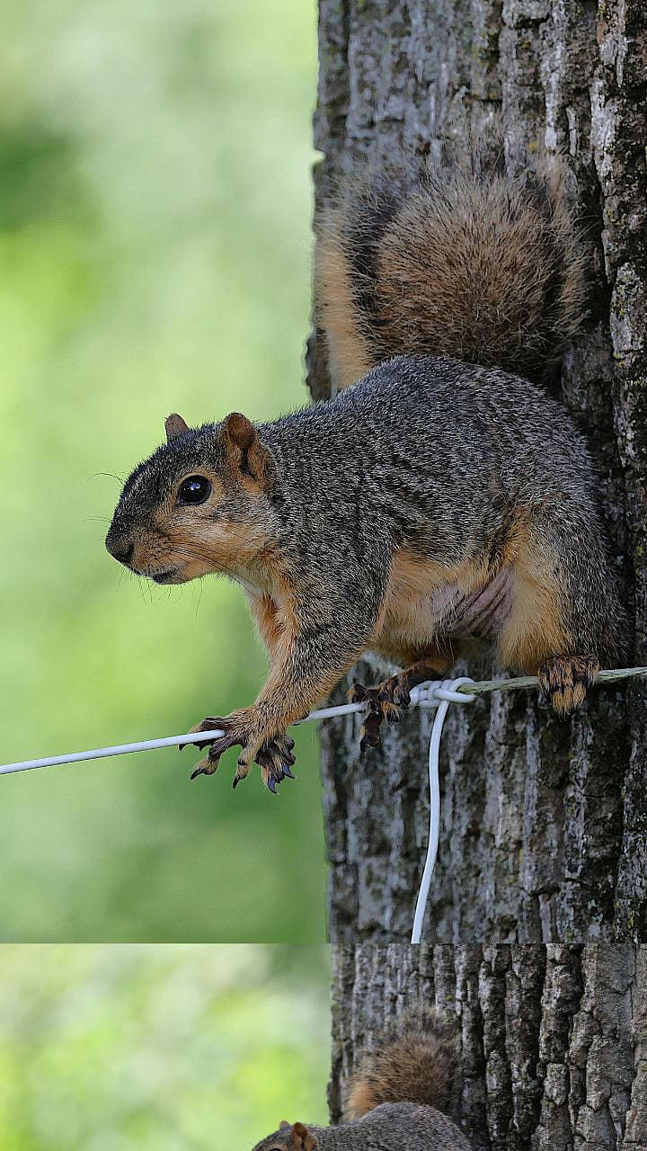 Harmless Animals | पृथ्वीवरील 'हे' निरुपद्रवी प्राणी माहित आहेत का?