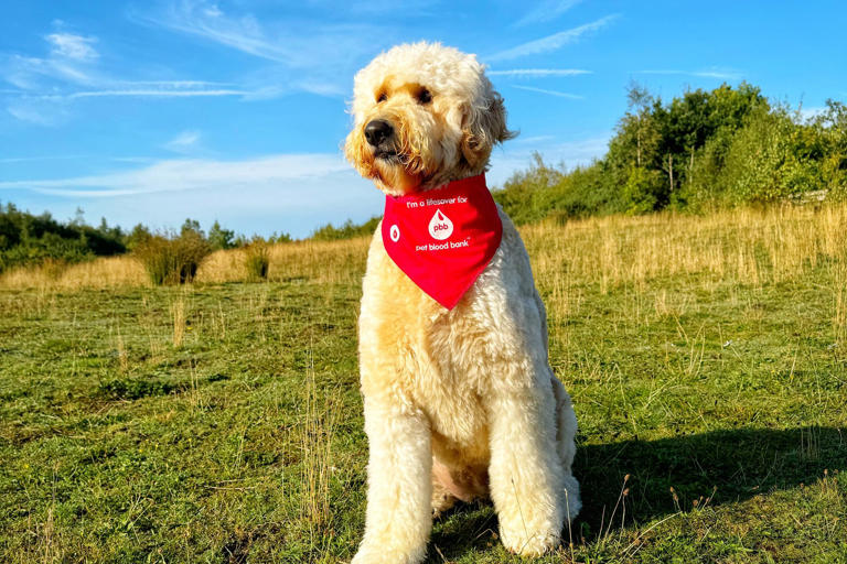 Date set for next dog blood donor sessions at Denny vet