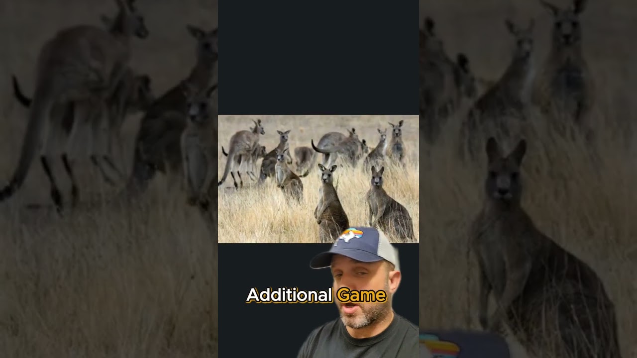 Talking about kangaroos released in the United States