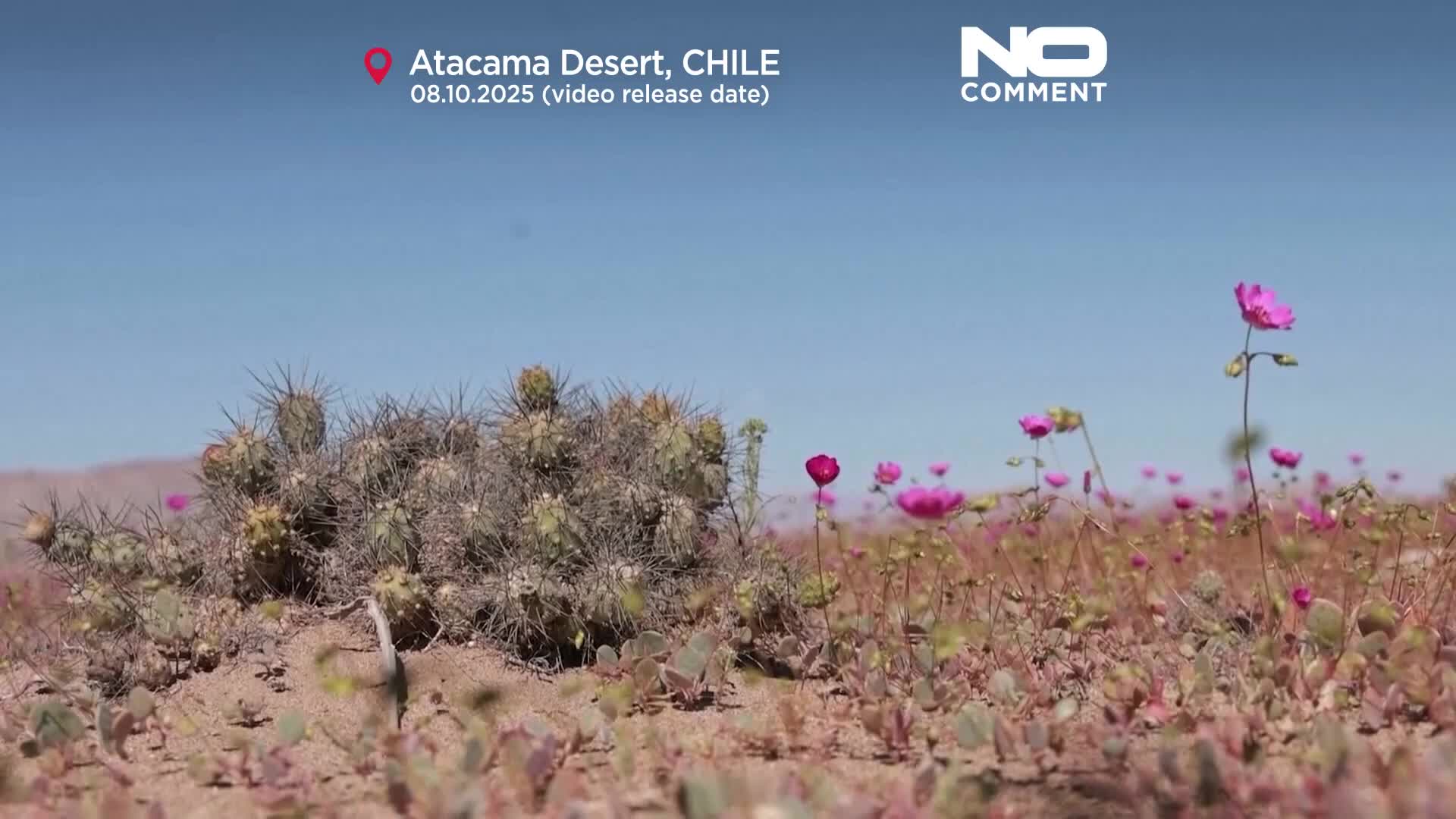 Chile’s Atacama Desert blooms after rare winter rains