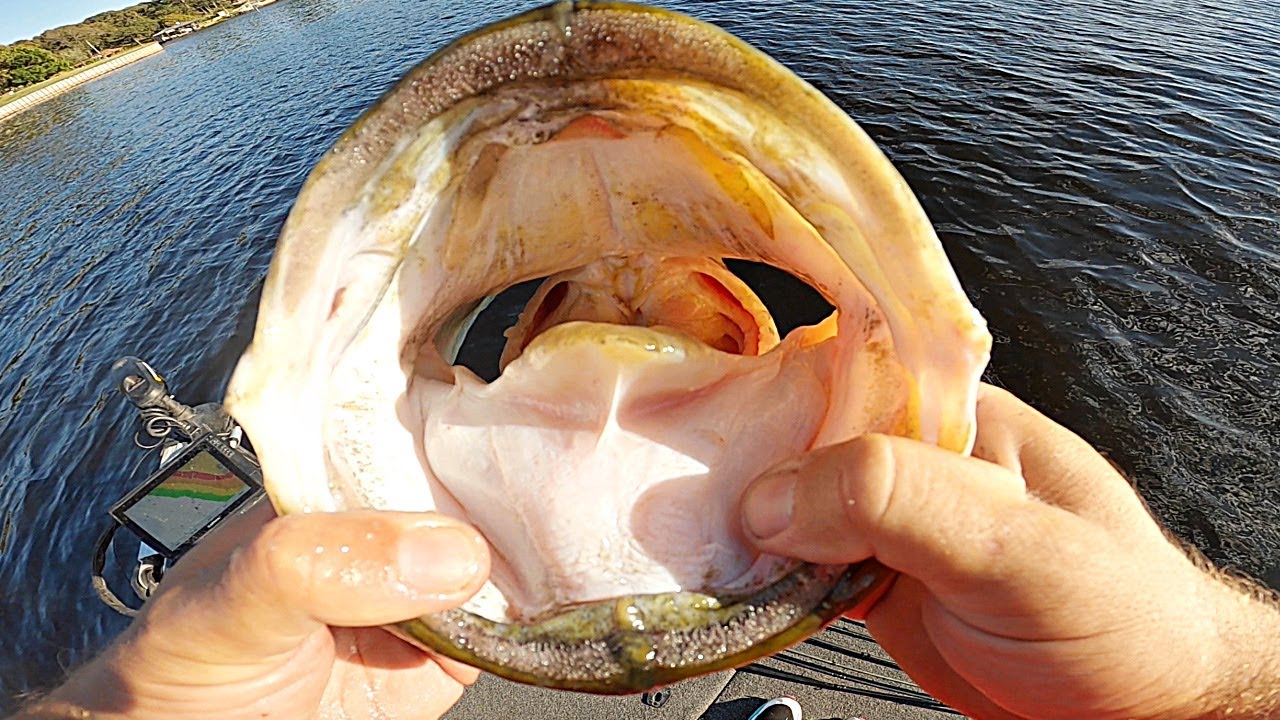 I finally caught the monster fish I'd been hunting