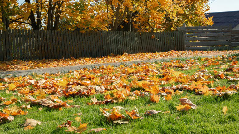 What To Do When Leaves From Your Neighbor's Tree Fall Into Your Yard