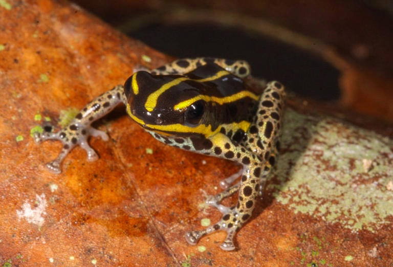 Woman swallows live frogs, lands in hospital