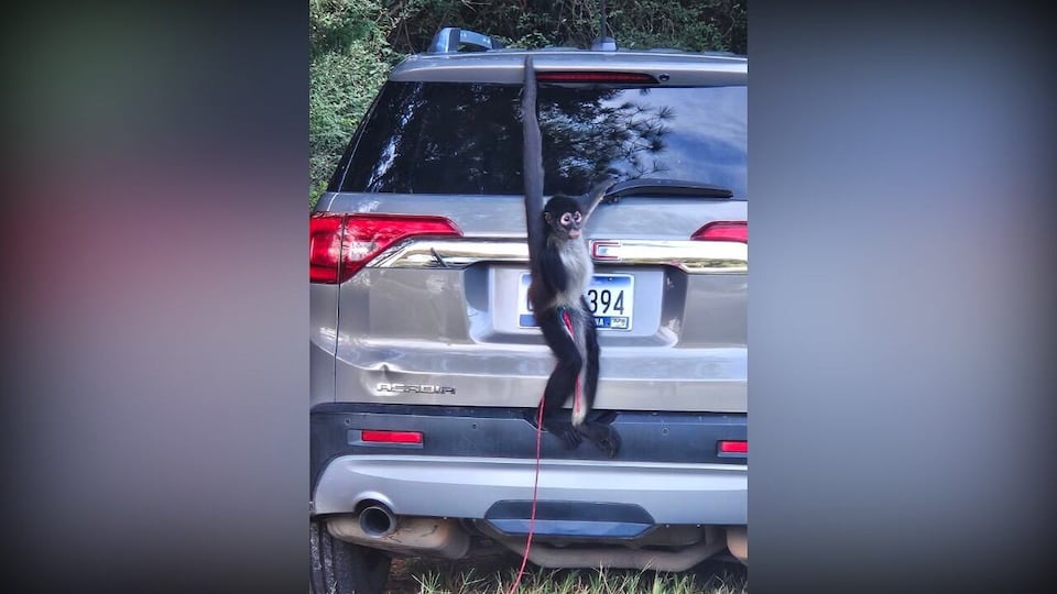 Escaped monkey caught in SC with a cup of coffee