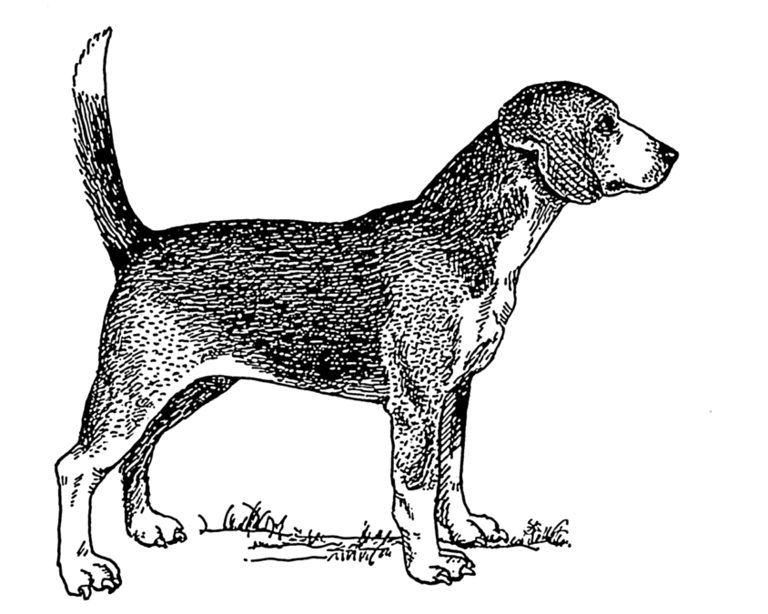 19 Extinct Dog Breeds and How They Shaped Today's Canine World