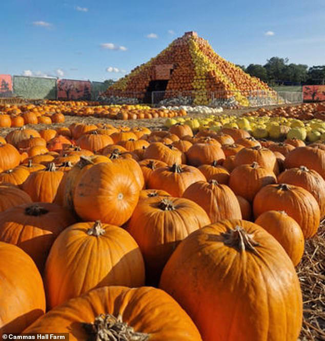 The UK pumpkin patch that has 50 varieties and a 'pumpcano' - and it's ...