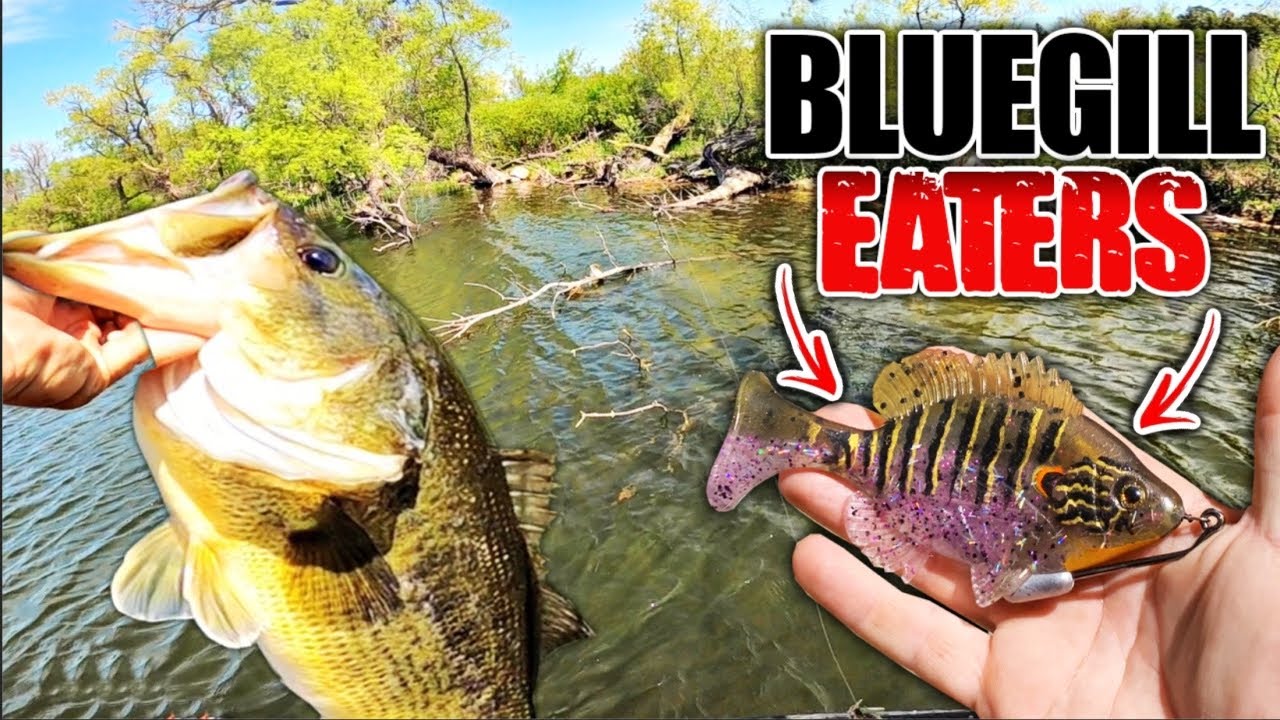 Never count out fishing in shallow backwater bluegill areas