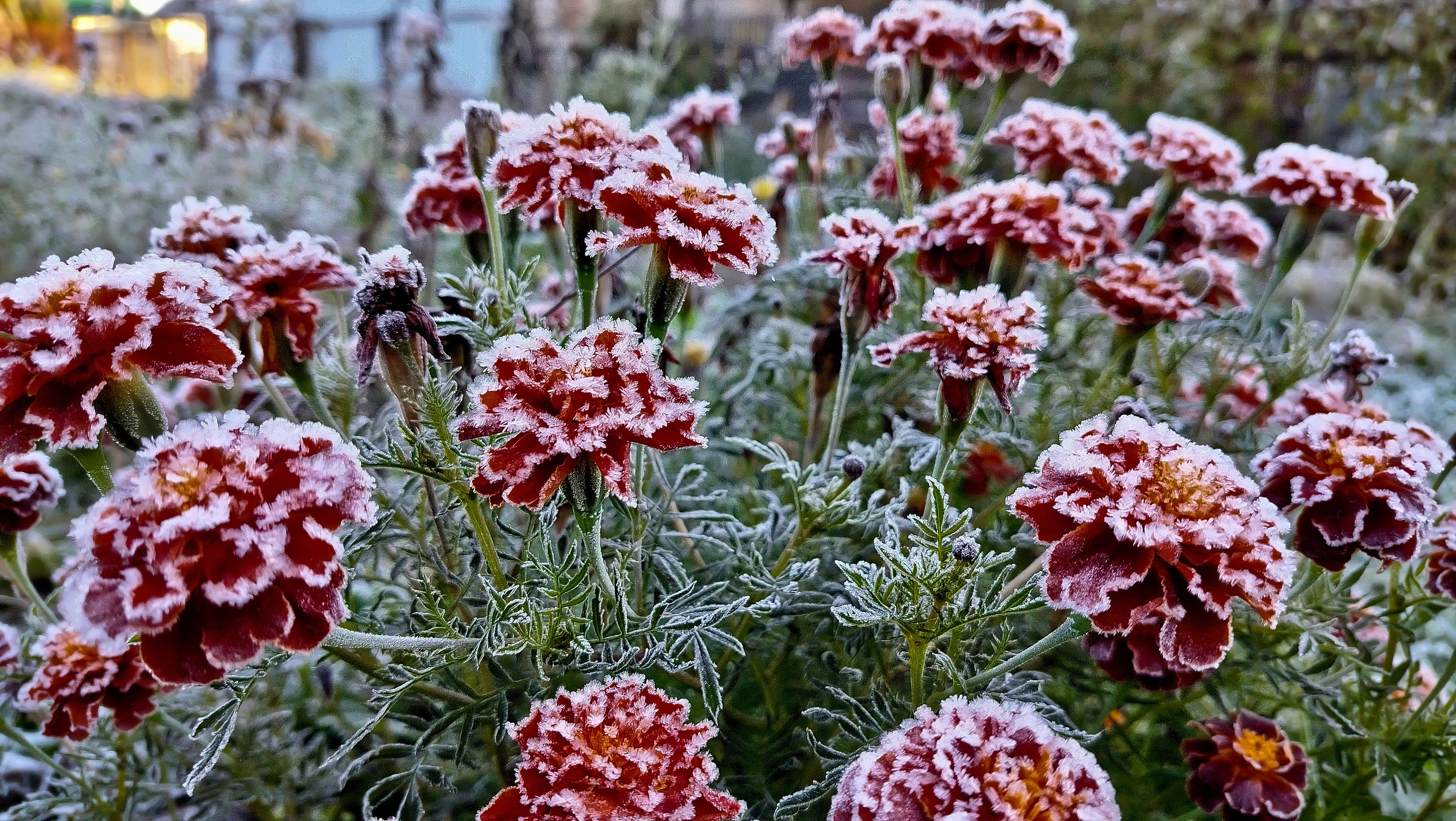 Fall's 1st frost advisory issued by National Weather Service for Des ...
