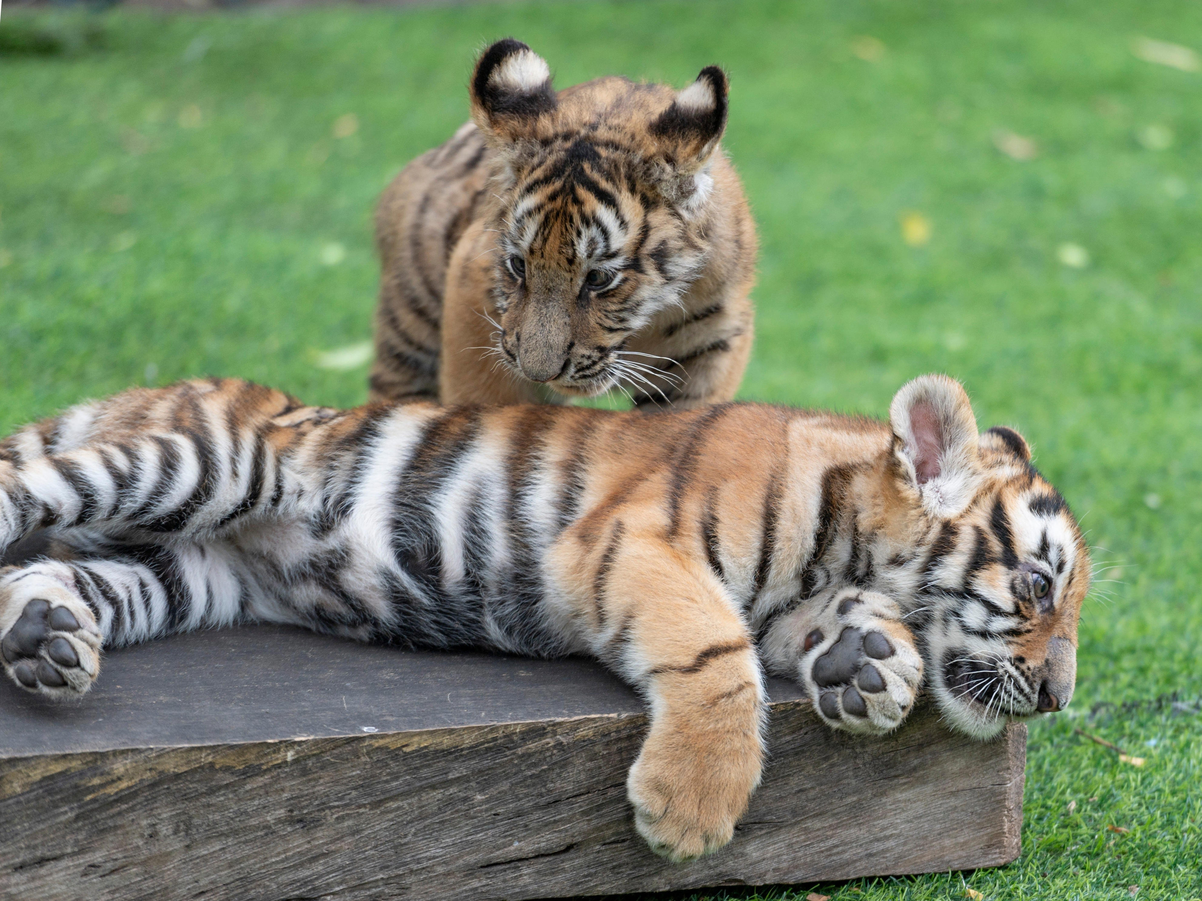 The latest additions to the Tiger Cub family: A new $1 billion Coatue ...