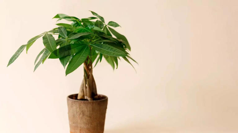 Money tree care: 8 mistakes that could harm your plant and how to fix them