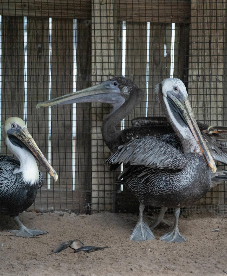 A rescue effort has been launched after pelican visiting RI gets sick