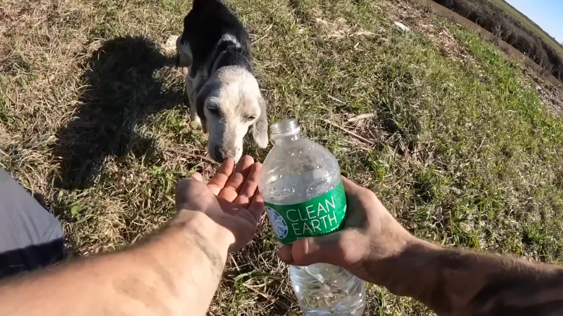 Rescuing a Dog They Tried to Throw Away