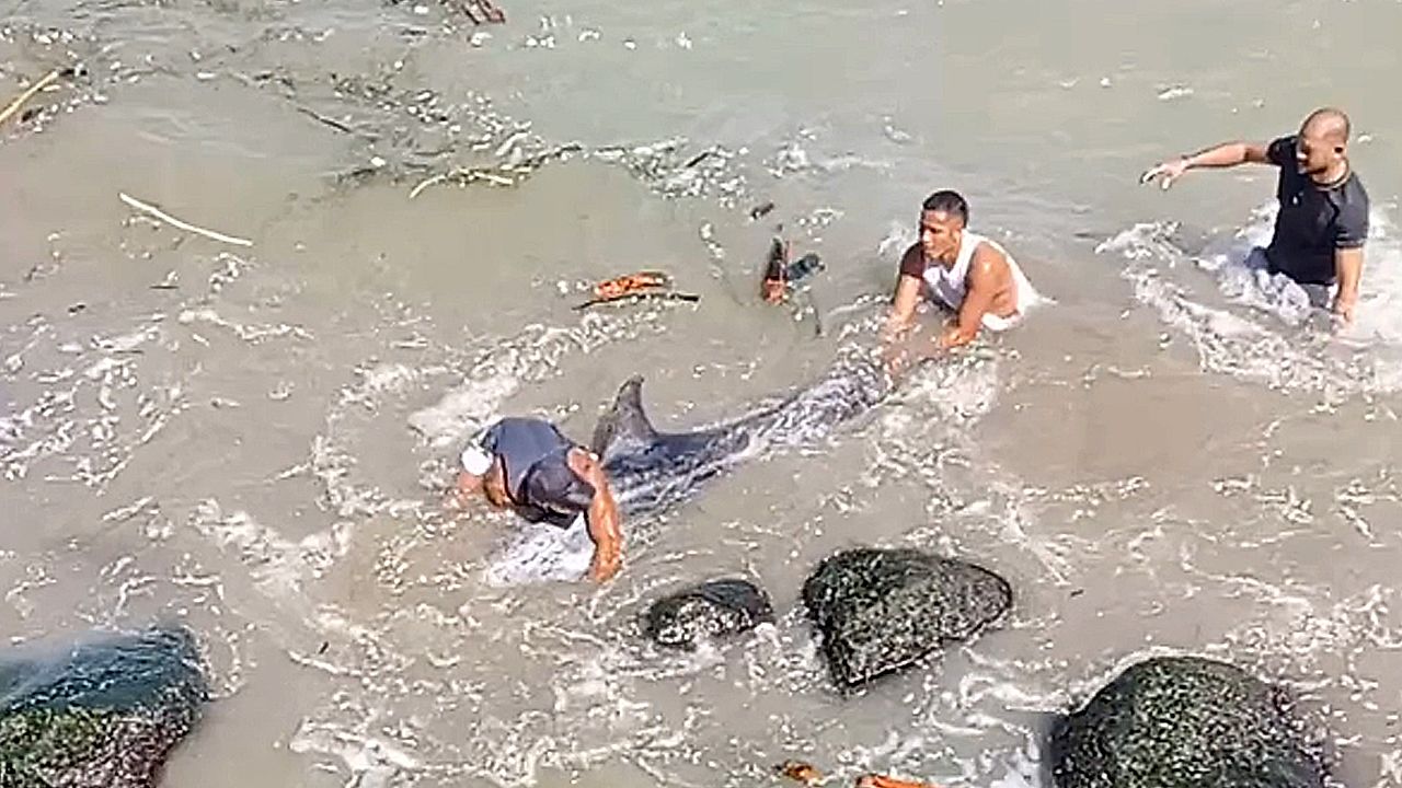 Good Samaritans rescue beached dolphin washed onto rocky shore in ...