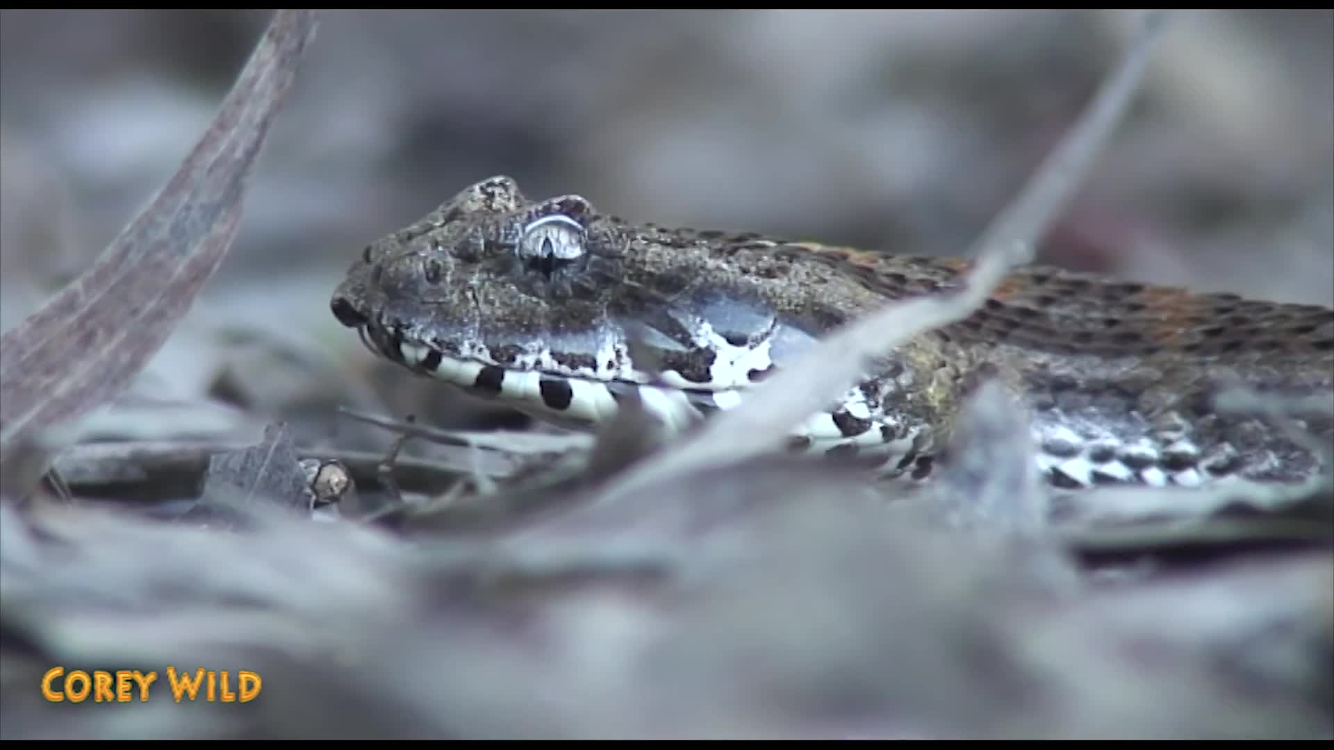Top ten snakes featuring the death adder