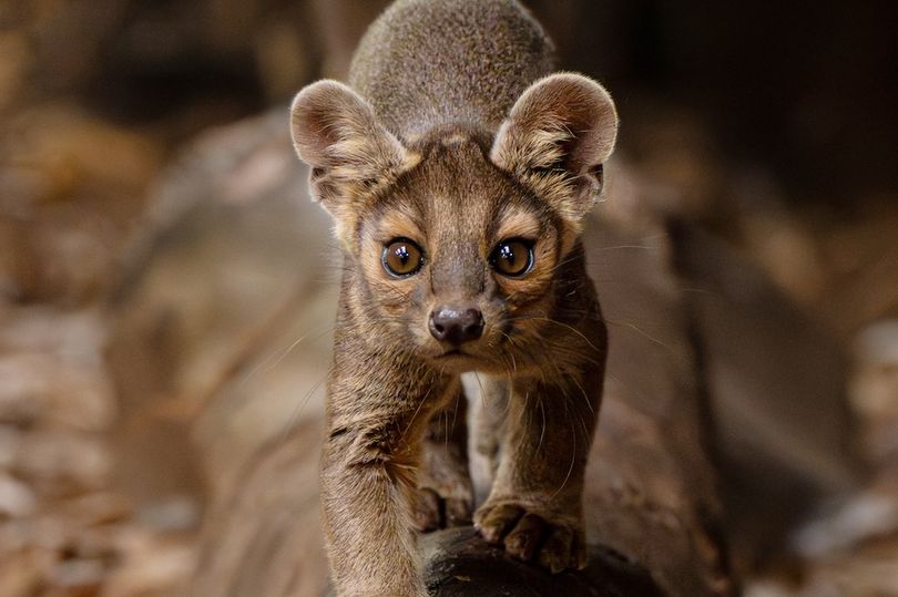 Rare mammals born at Chester Zoo are 'one of world’s most mysterious'