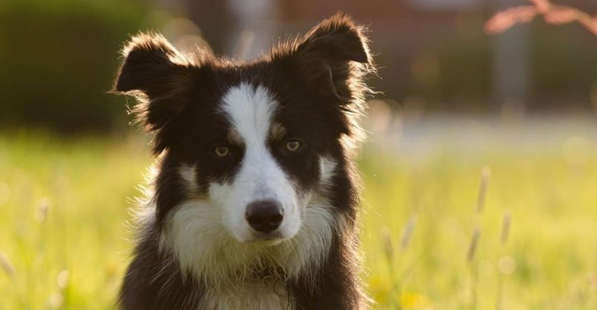 26 Dog Breeds Known for Being Sensitive or Easily Stressed