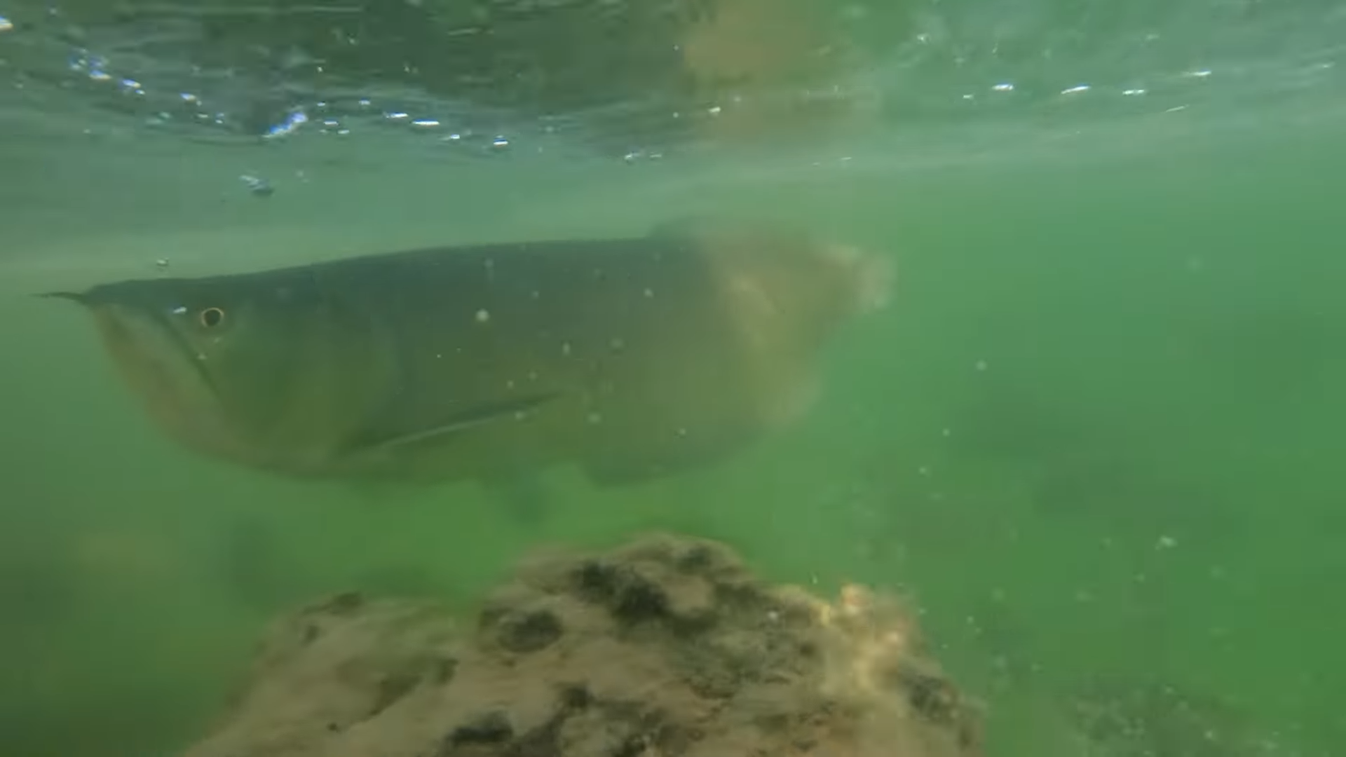 How Miami became home to Amazonian fish