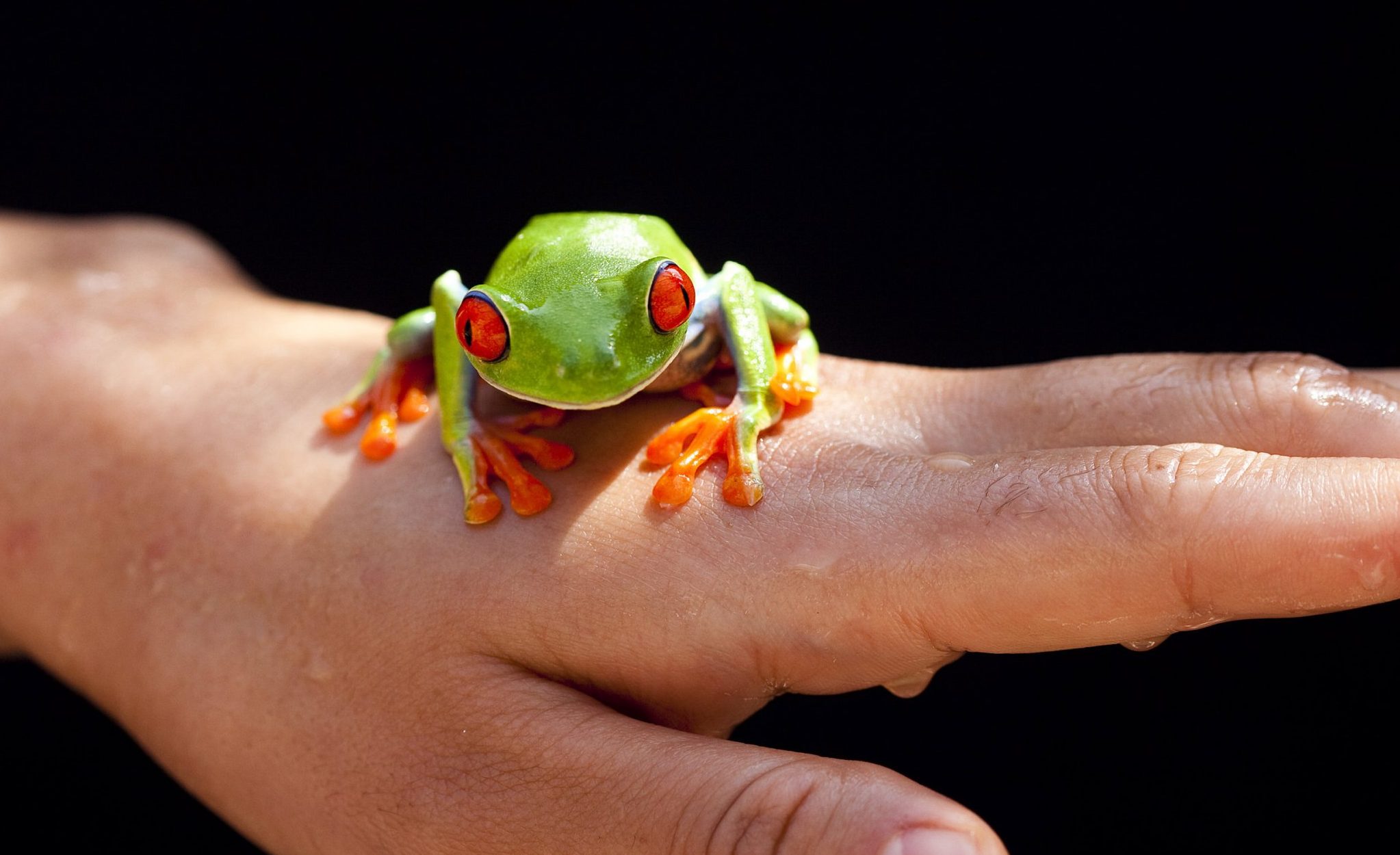 Woman rushed to hospital after swallowing eight frogs