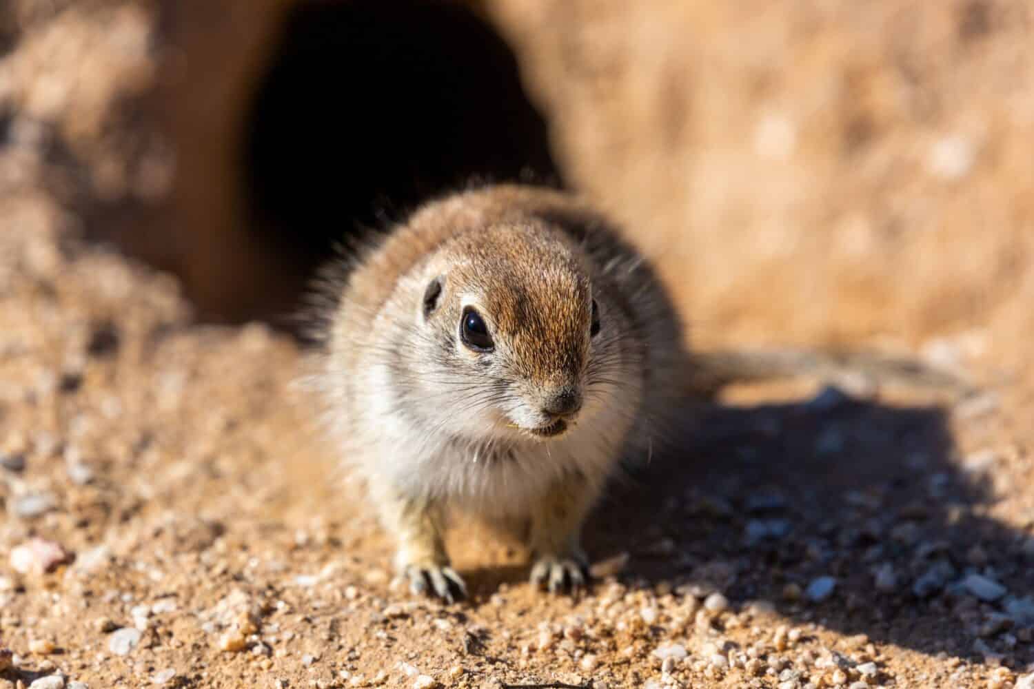 Every Animal Species That Lives in Death Valley National Park