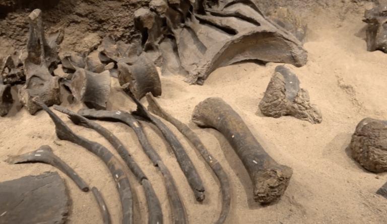 Terrifying Creatures and Survival Secrets of Prehistoric Australia