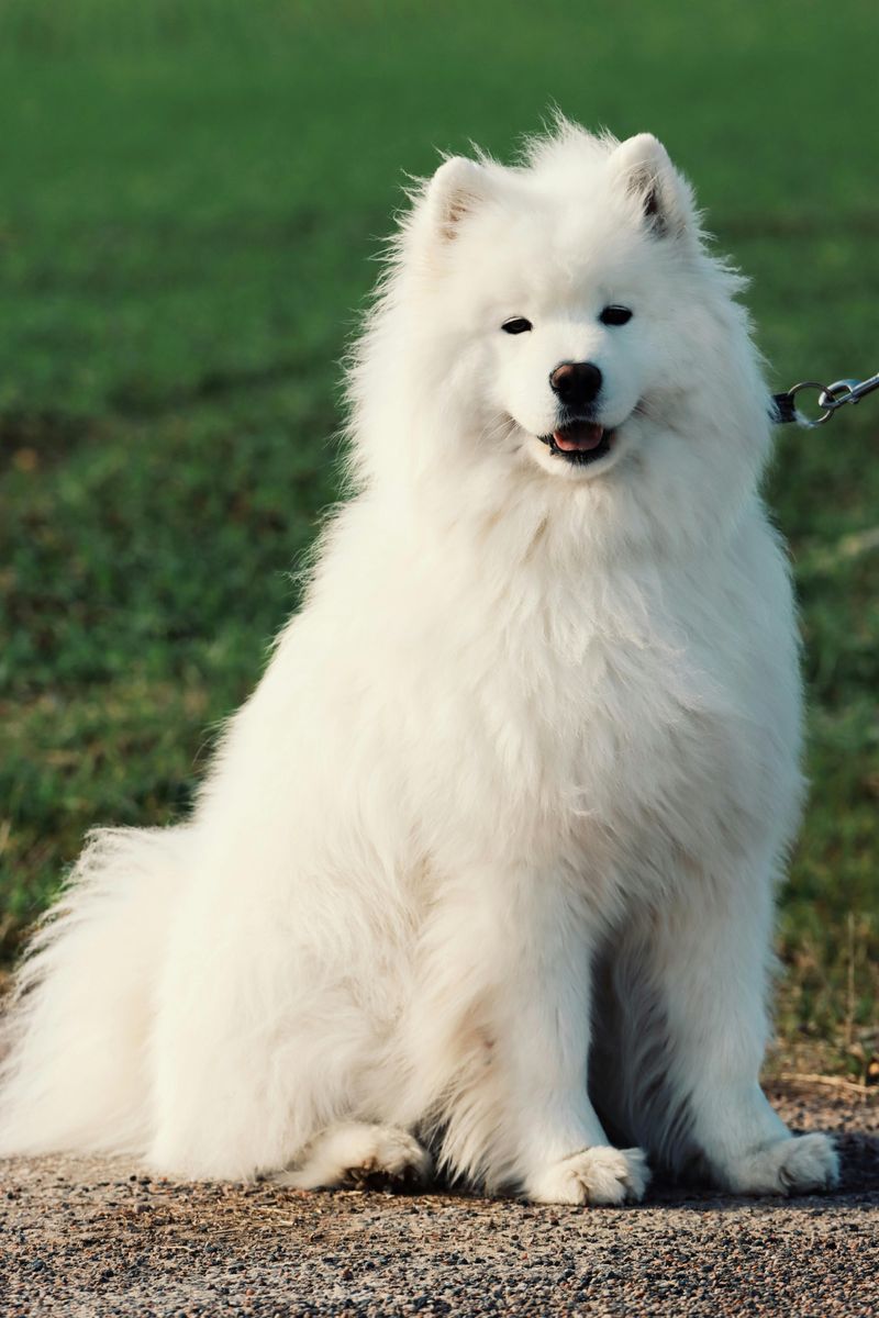 25 Most Expensive Dog Breeds to Buy and Maintain