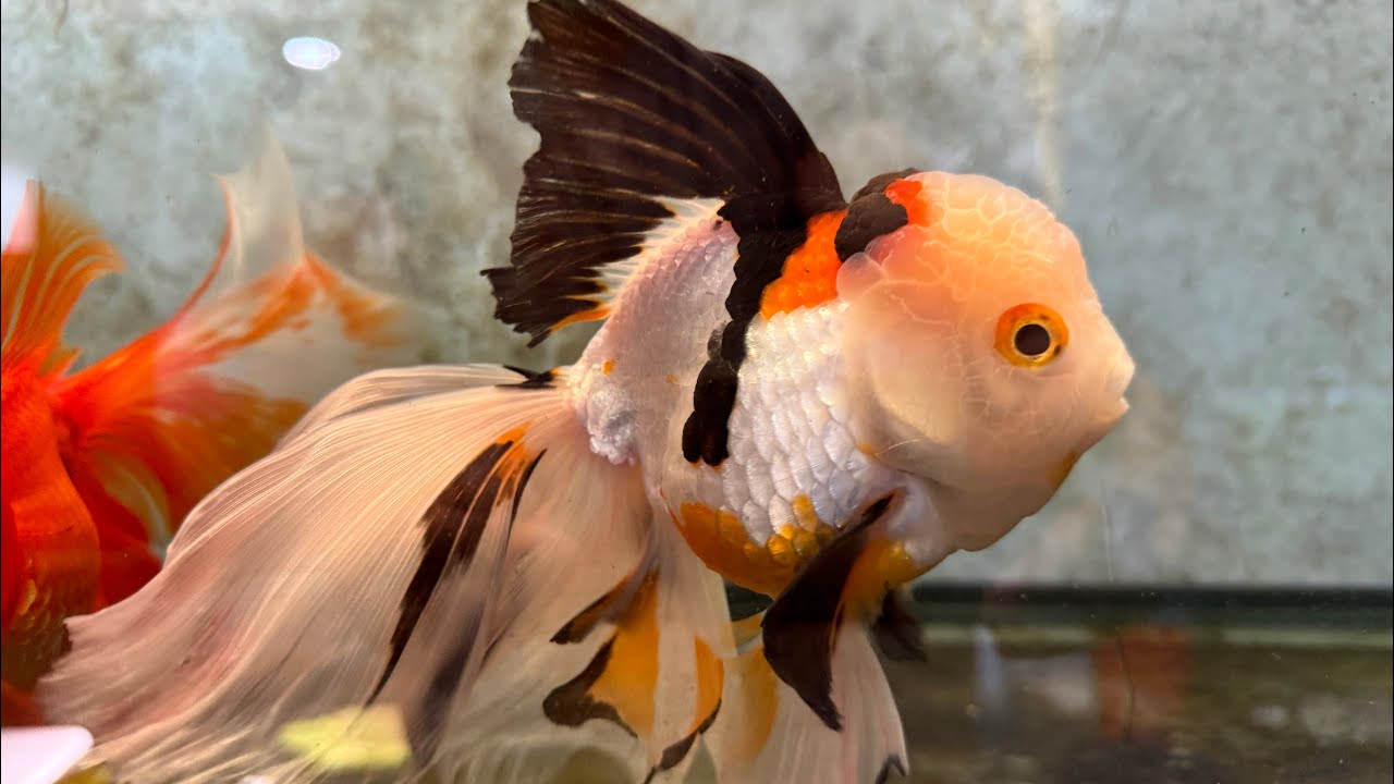 What Happens When You Skip Water Changes in Your Aquarium