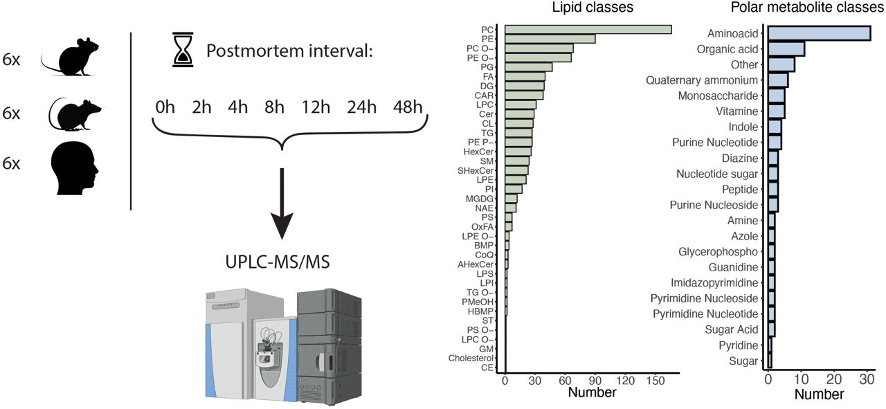 Postmortem brain study finds way to correct for decay effects when ...
